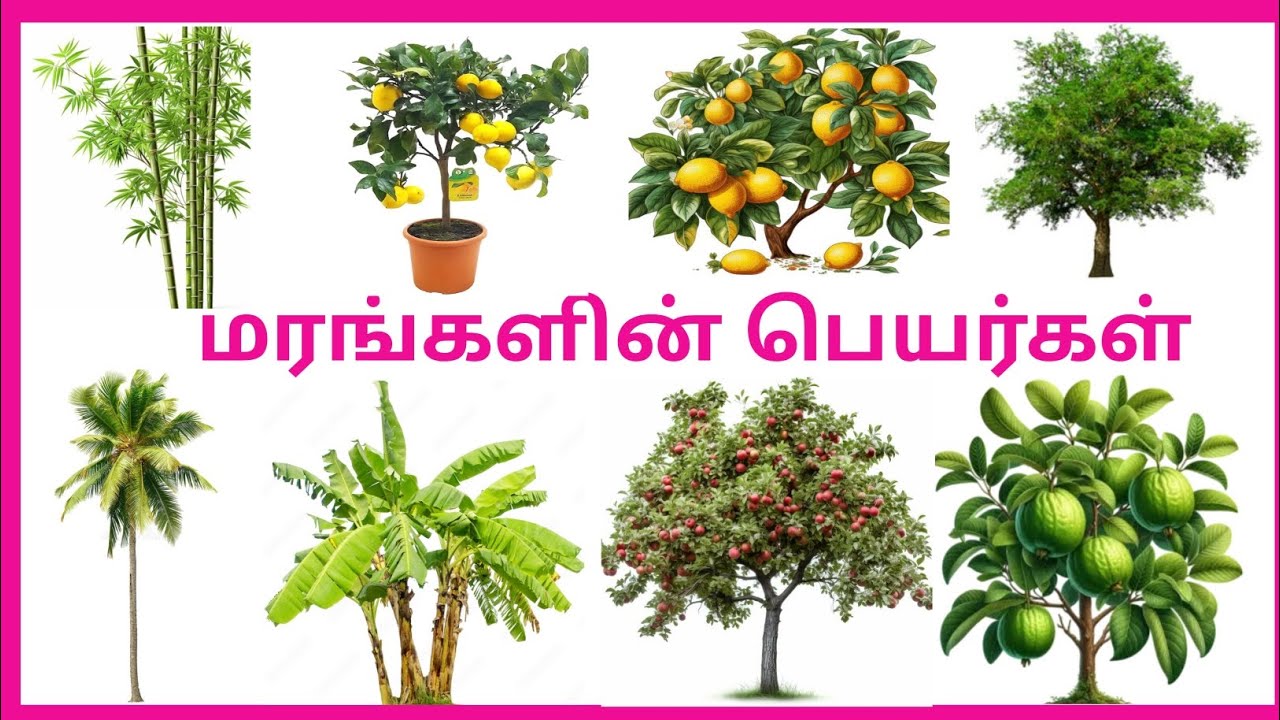 20மரங்களின் பெயர்கள் தமிழ் |marangalin peyarkal thamil |kids learn ...