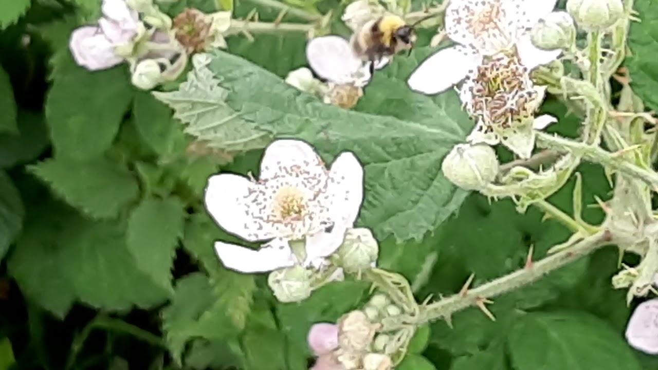 Wild BlackBerry Flowers and Insects - YouTube