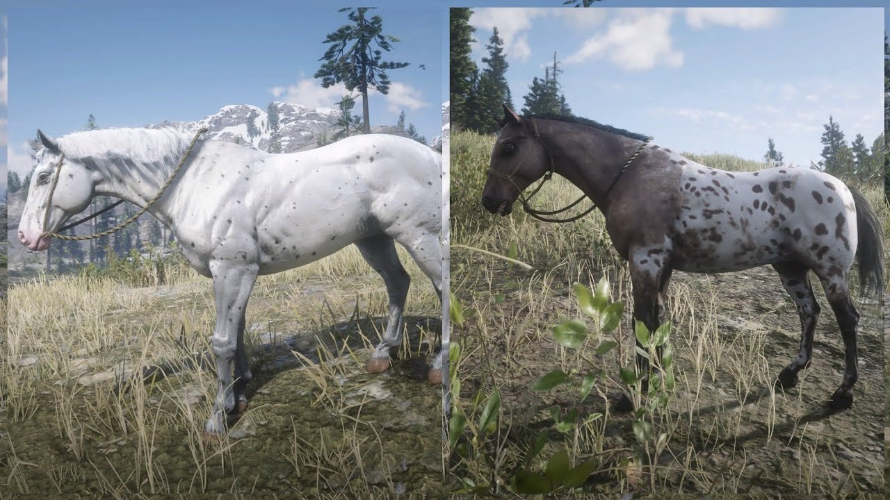 Red Dead Redemption 2 : finding the Appaloosa horse and compare it with ...