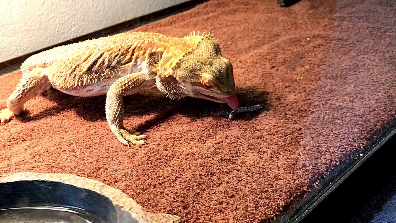 Bearded dragon vs WORMS ! - YouTube