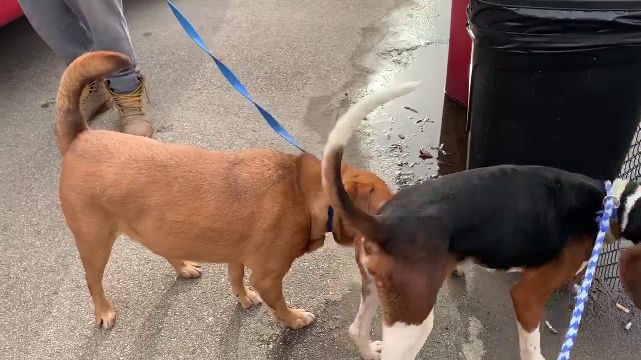 Duke meets a friend - YouTube