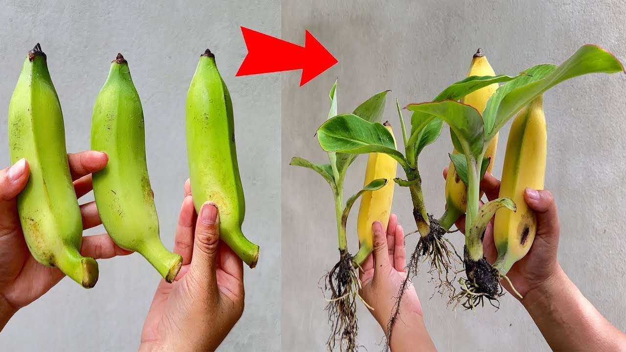 banana propagation techniques from fruit to tree, for beginners - YouTube