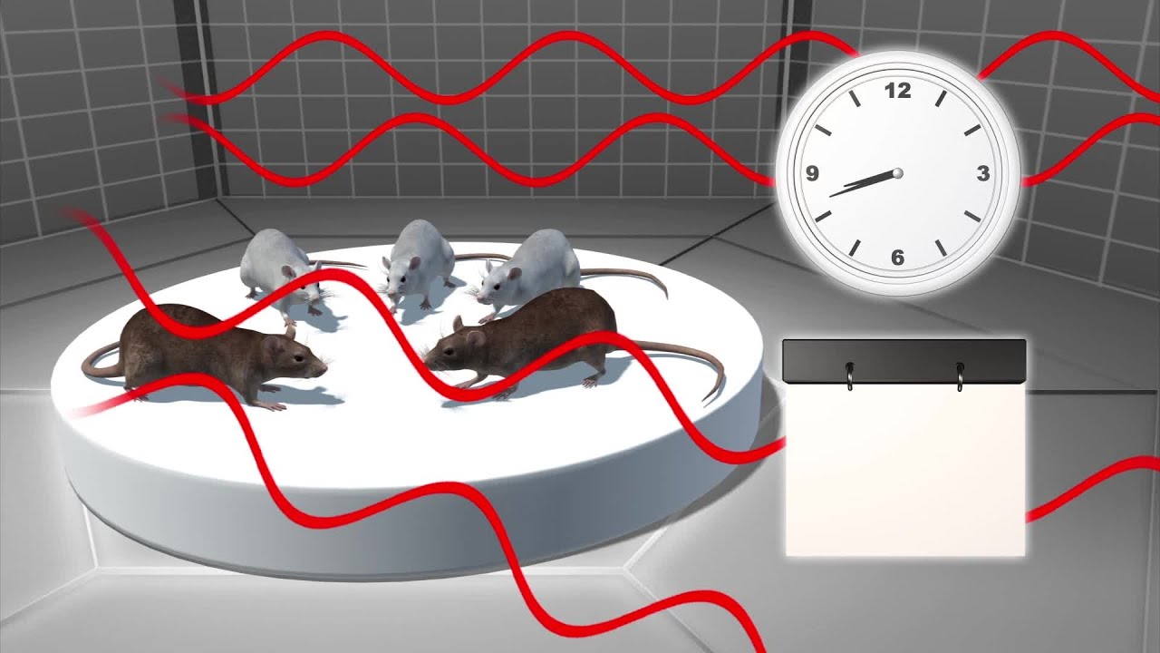 High levels of cellphone radiation linked to cancer in male rats - YouTube