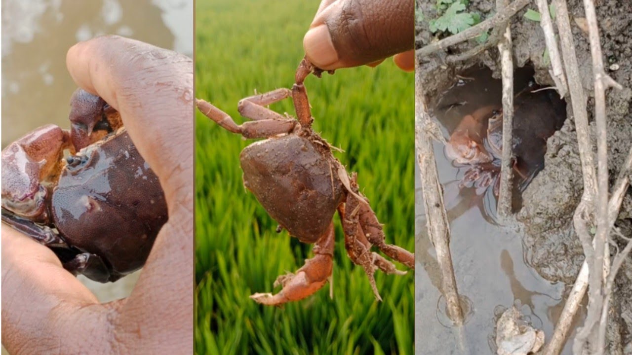 Crab Hunting in Tamil | Village Garden Crab Hunting & Skills | Small ...