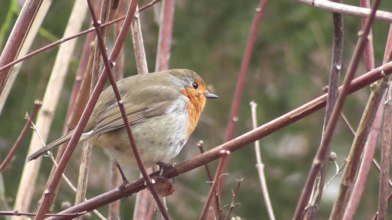 Robin bird Real Video free to use anyone in your without caption - YouTube