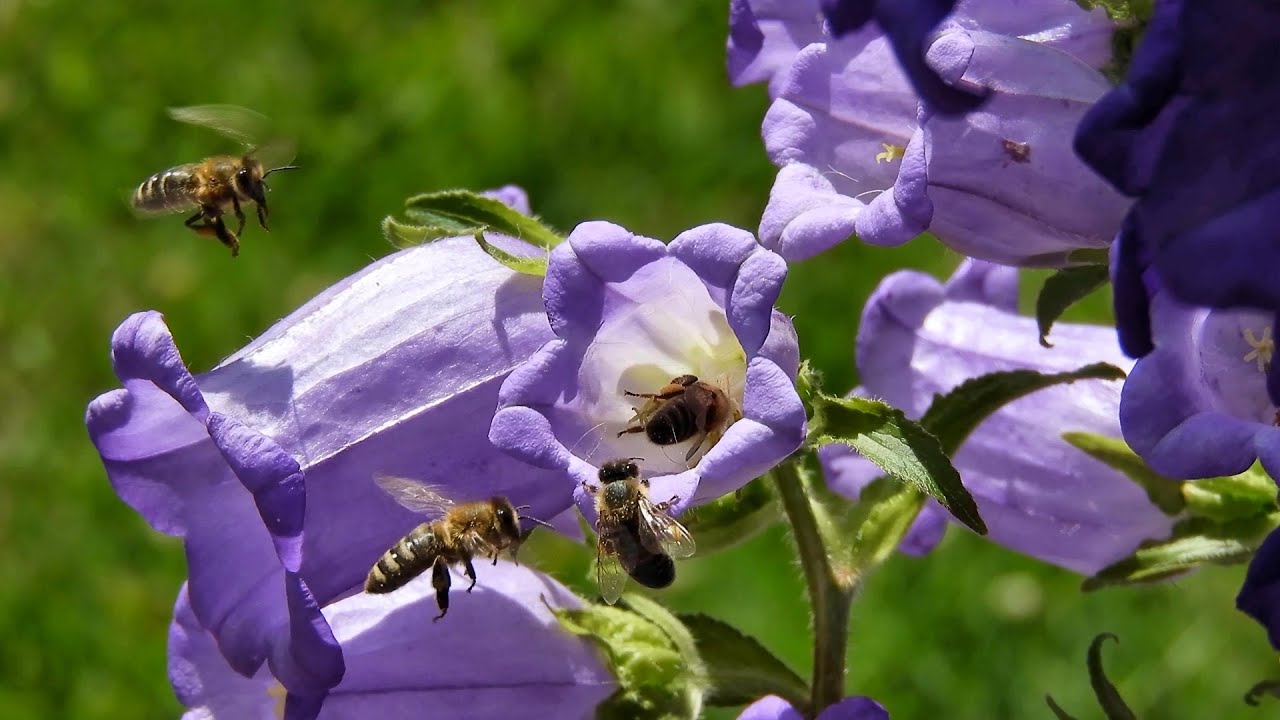 A méhek, a dongók és a harangvirágok (4K, Nikon B700) - YouTube