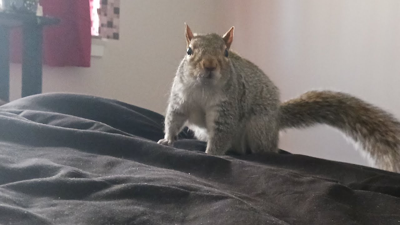 this morning with the spoiled princess - YouTube