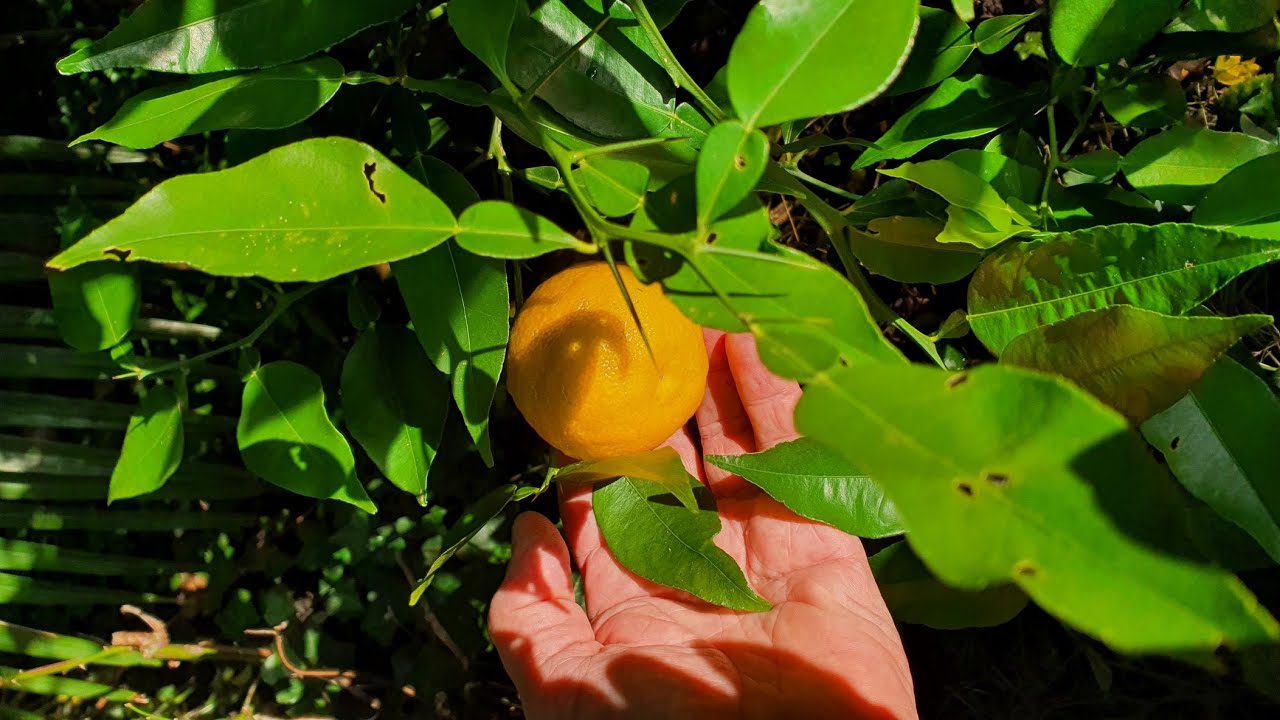 Recensione supposto ibrido Citrus ichangensis x sinensis probabilmente ...