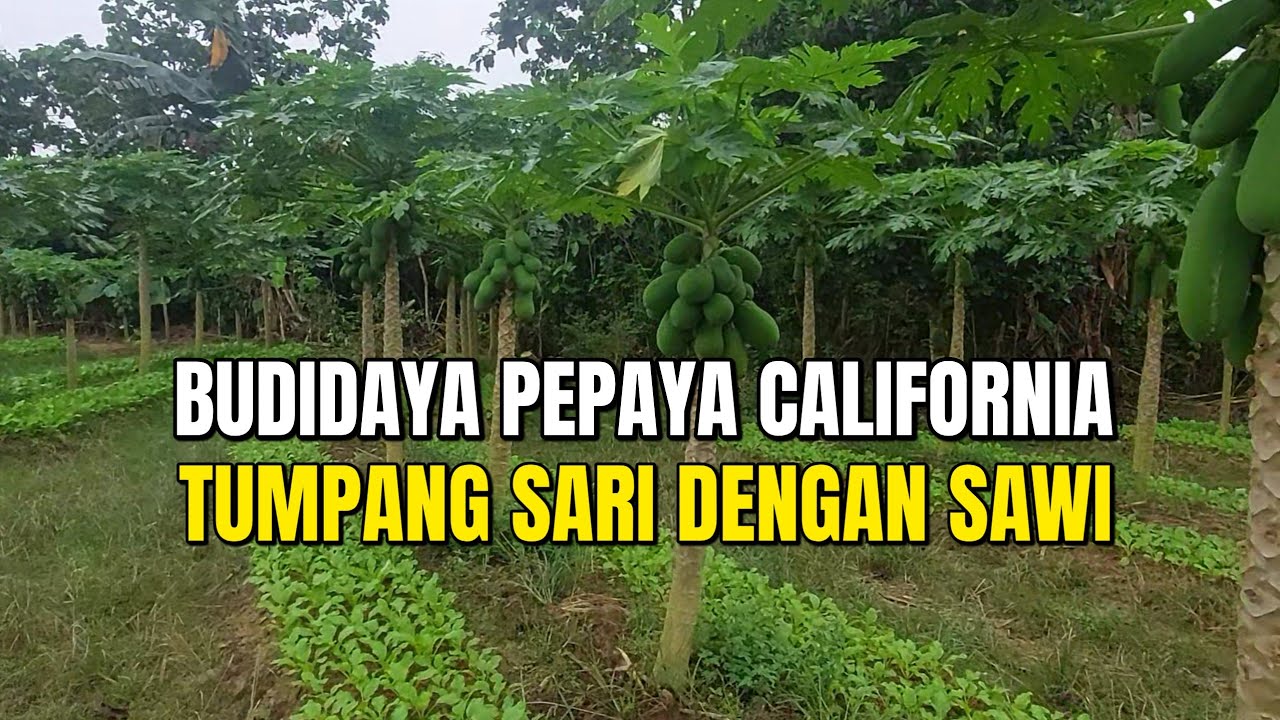 UPDATE TERBARU KONDISI KEBUN MAS MUDI || BUDIDAYA PEPAYA TUMPANG SARI ...