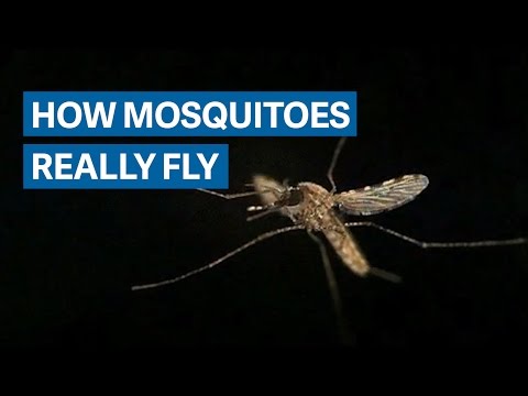 How Can Mosquitoes Fly So Fast
