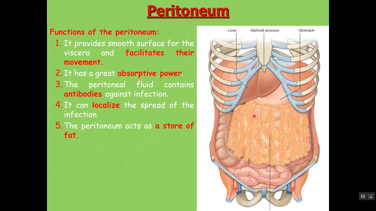Peritoneum - YouTube