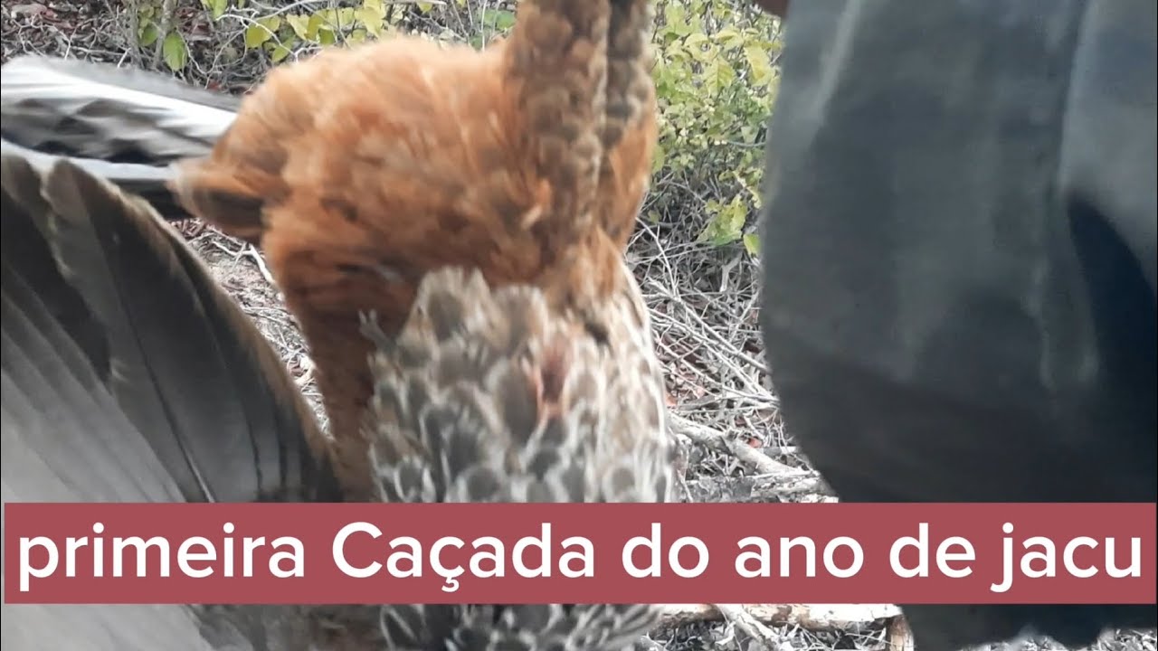 primeira caçada de jacu do ano deu bom - YouTube