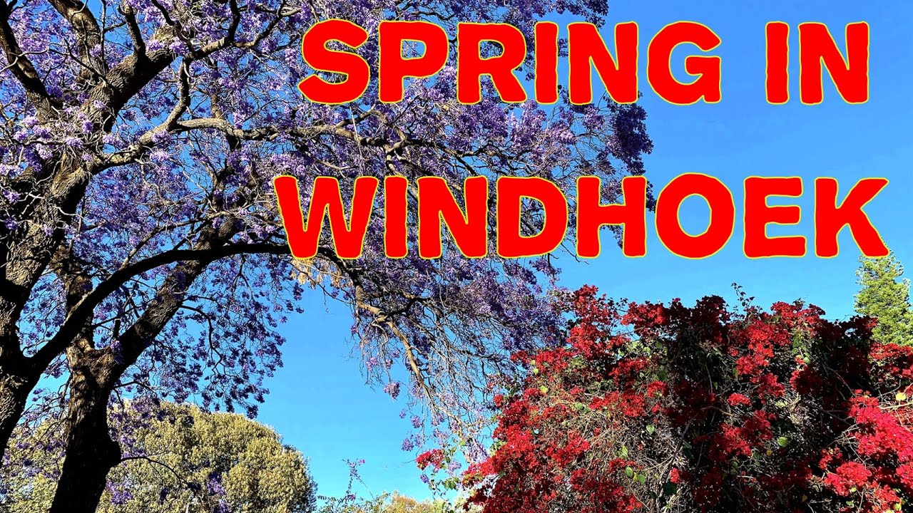 Spring time: Blooming Jacaranda gardens in central Windhoek, Namibia ...