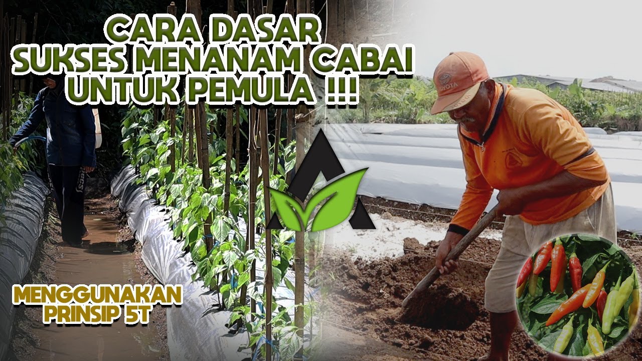CARA DASAR SUKSES MENANAM CABAI UNTUK PEMULA - YouTube