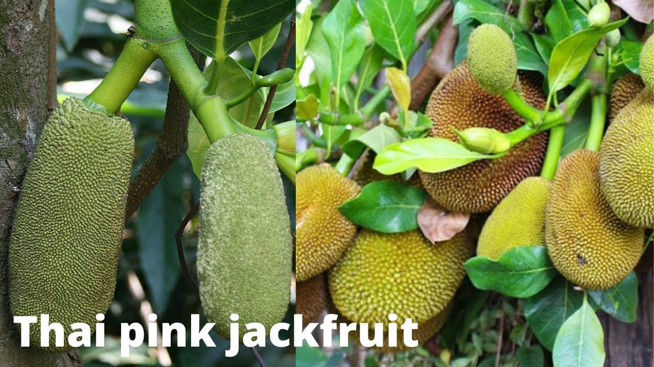 Thai Pink Jackfruit Farming Successful In All Over India. Contact ...