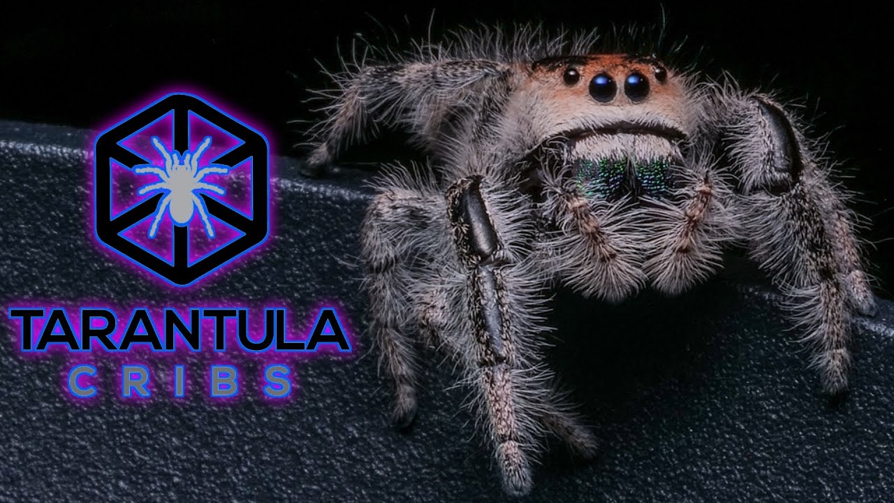I Made a JUMPING SPIDER Commercial for Tarantula Cribs! - YouTube