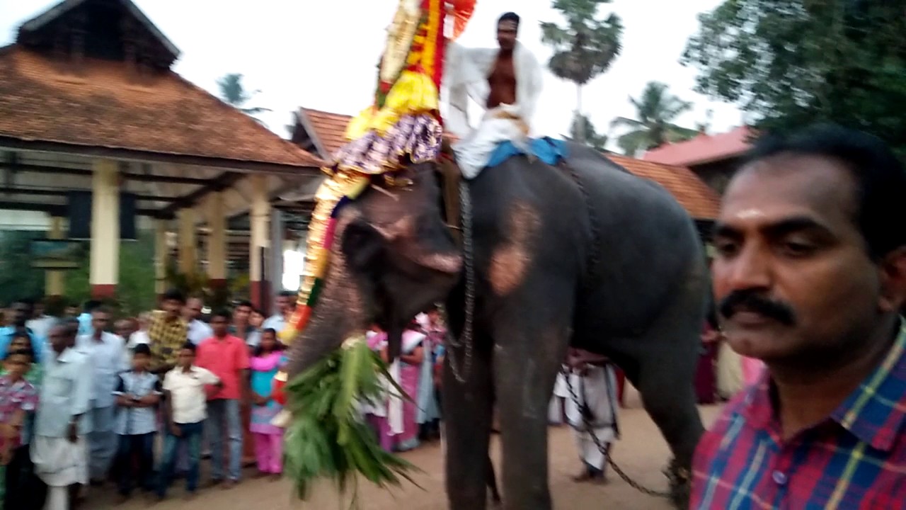 VELAKALI EVOOR TEMPLE 17th JANUARY 2017 - YouTube