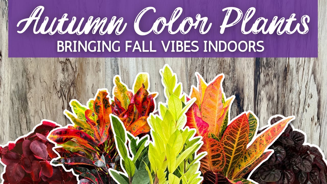 14 Gorgeous Fall Color Houseplants | Create Fall Vibes Indoors ...