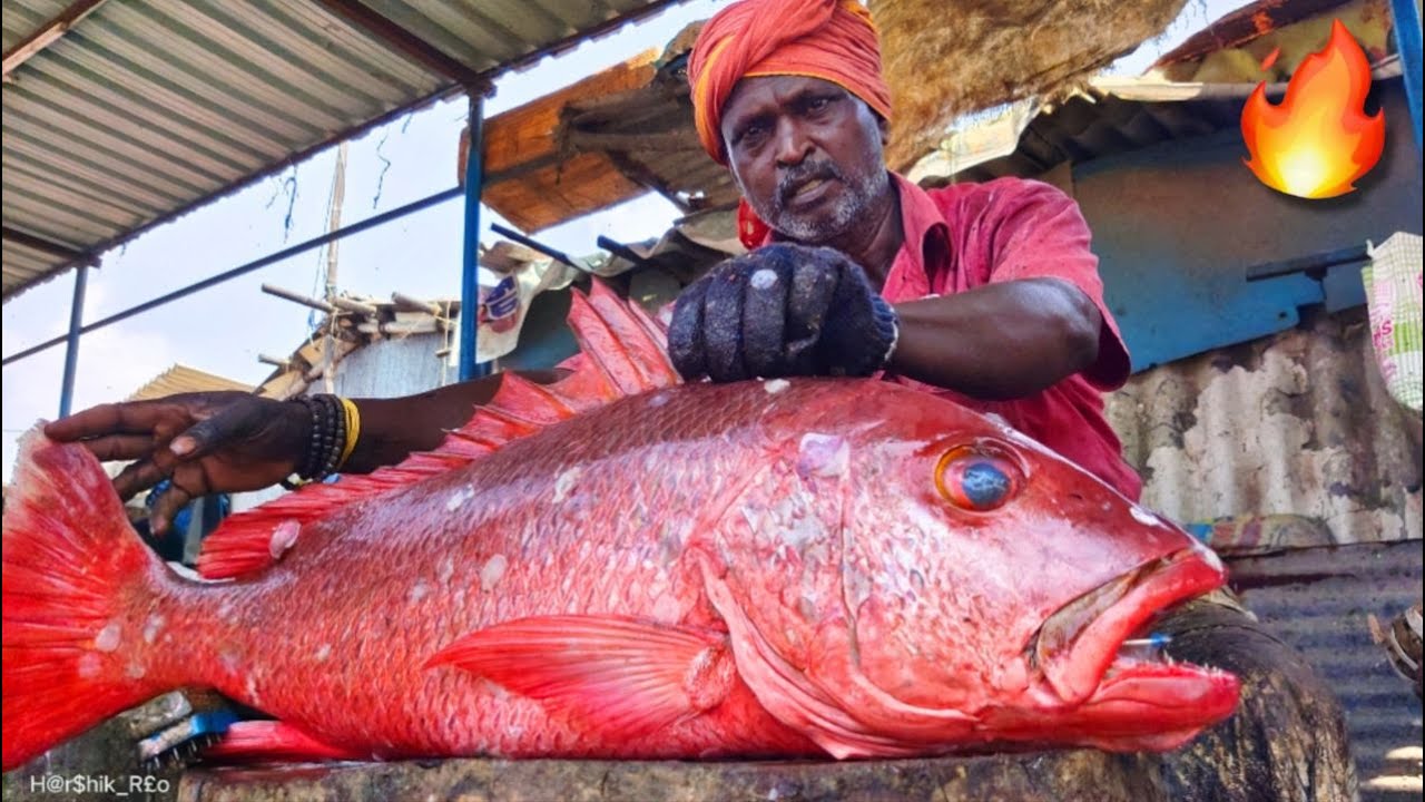 MONSTER RED SNAPPER FISH CUTTING💥| KASIMEDU OLD MAN FISH CUTTING | FISH ...