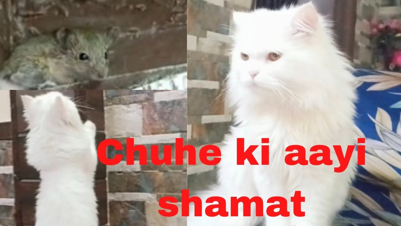 "Chuhe ki aayi samat || cute cat || cat funny video || #cutecat" - YouTube