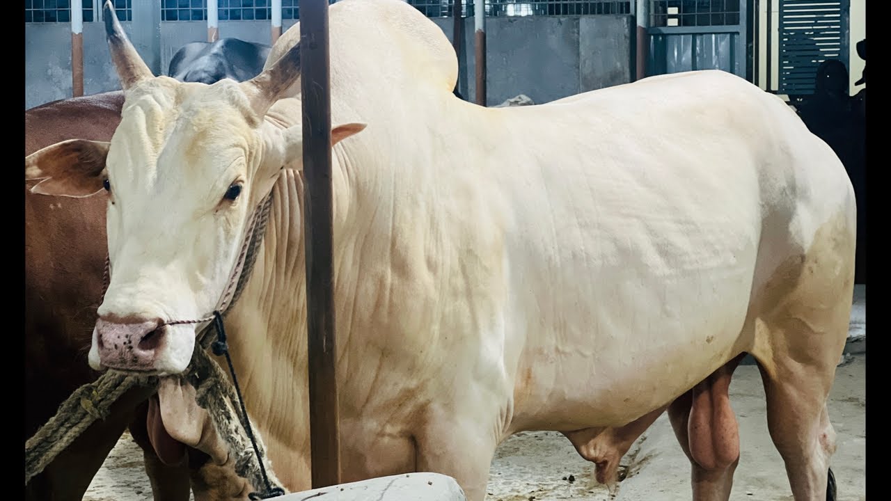 Huge Shahiwal and Hasha and Bolod Collection Sadeeq Agro 2025 Collection - YouTube