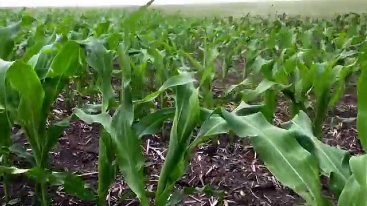 Applying N to Corn at V3-4 - YouTube