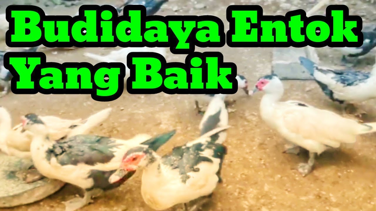 Cara budidaya entok yang baik dan benar.... - YouTube