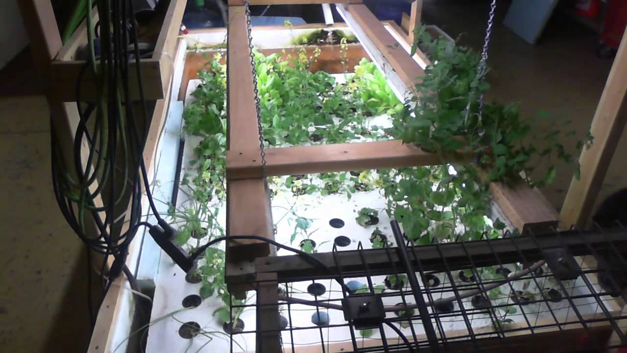 Deep water trough aquaponics - YouTube