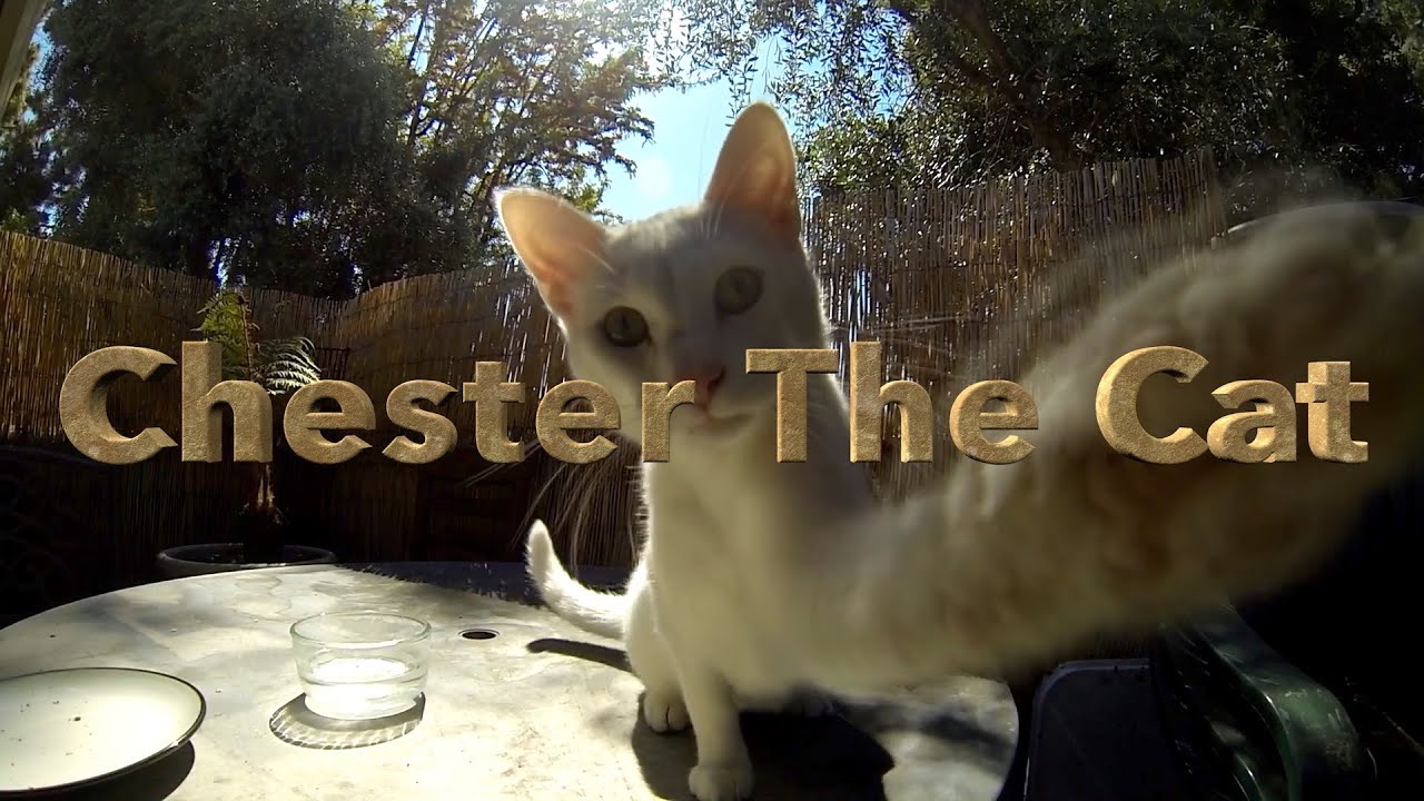 Stray Cat Becomes Family- Meet Chester "The Cat" - YouTube