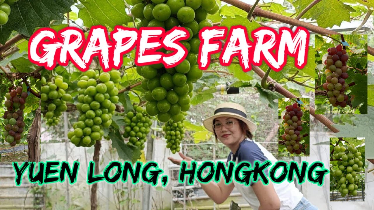 GRAPES FARM AT YUENLONG HONGKONG// HOW TO GET THERE// - YouTube