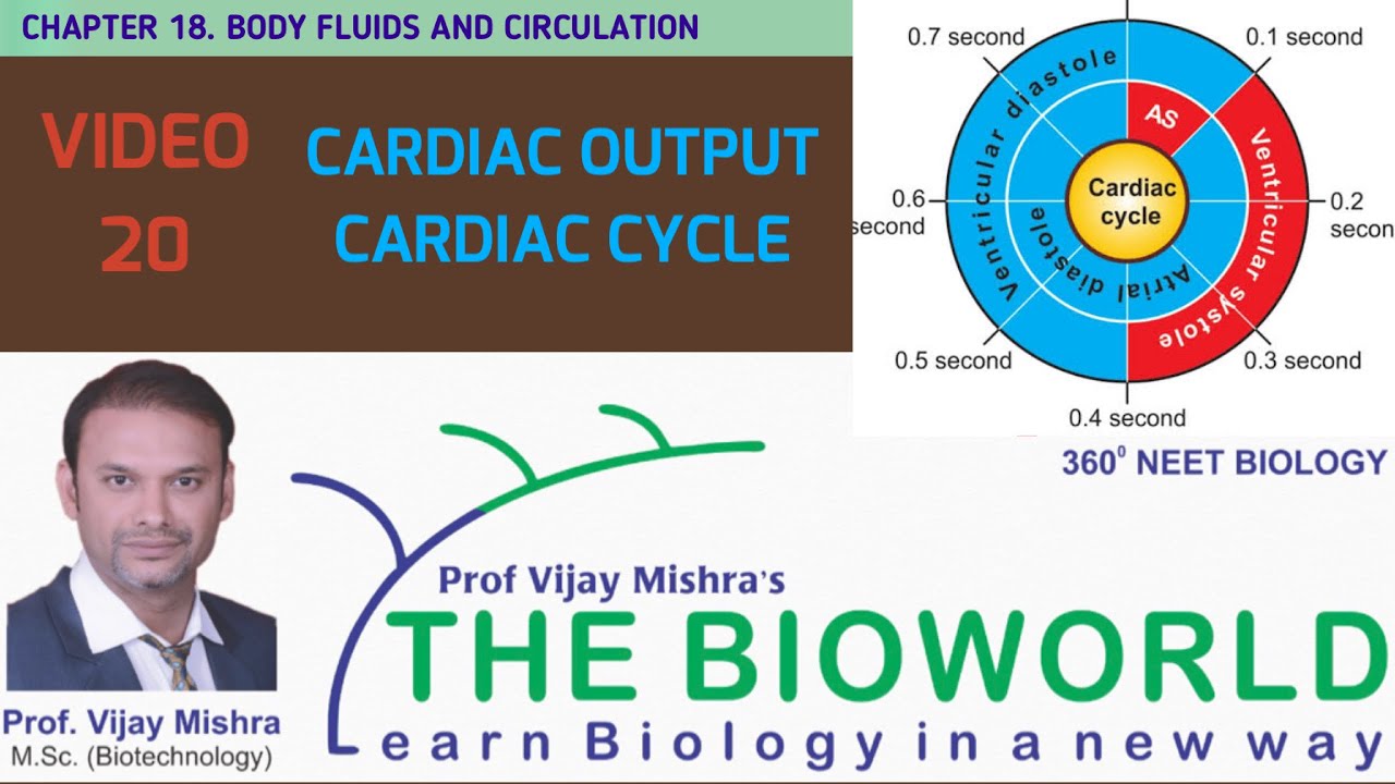 V 20 II CARDIAC OUTPUT II CARDIAC CYCLE II BODY FLUID AND CIRCULATION ...