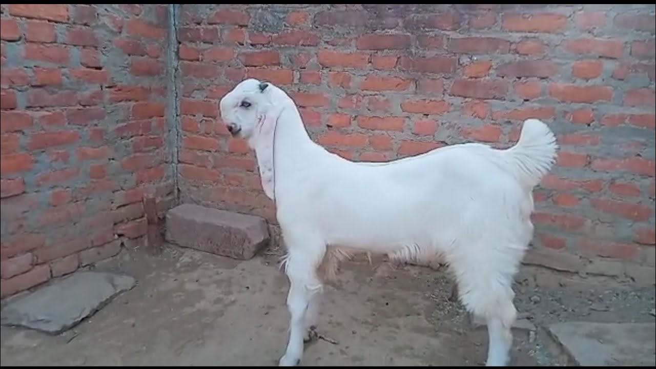 Top quality JP Kid just 3 month old Kuldeep Bhai - YouTube