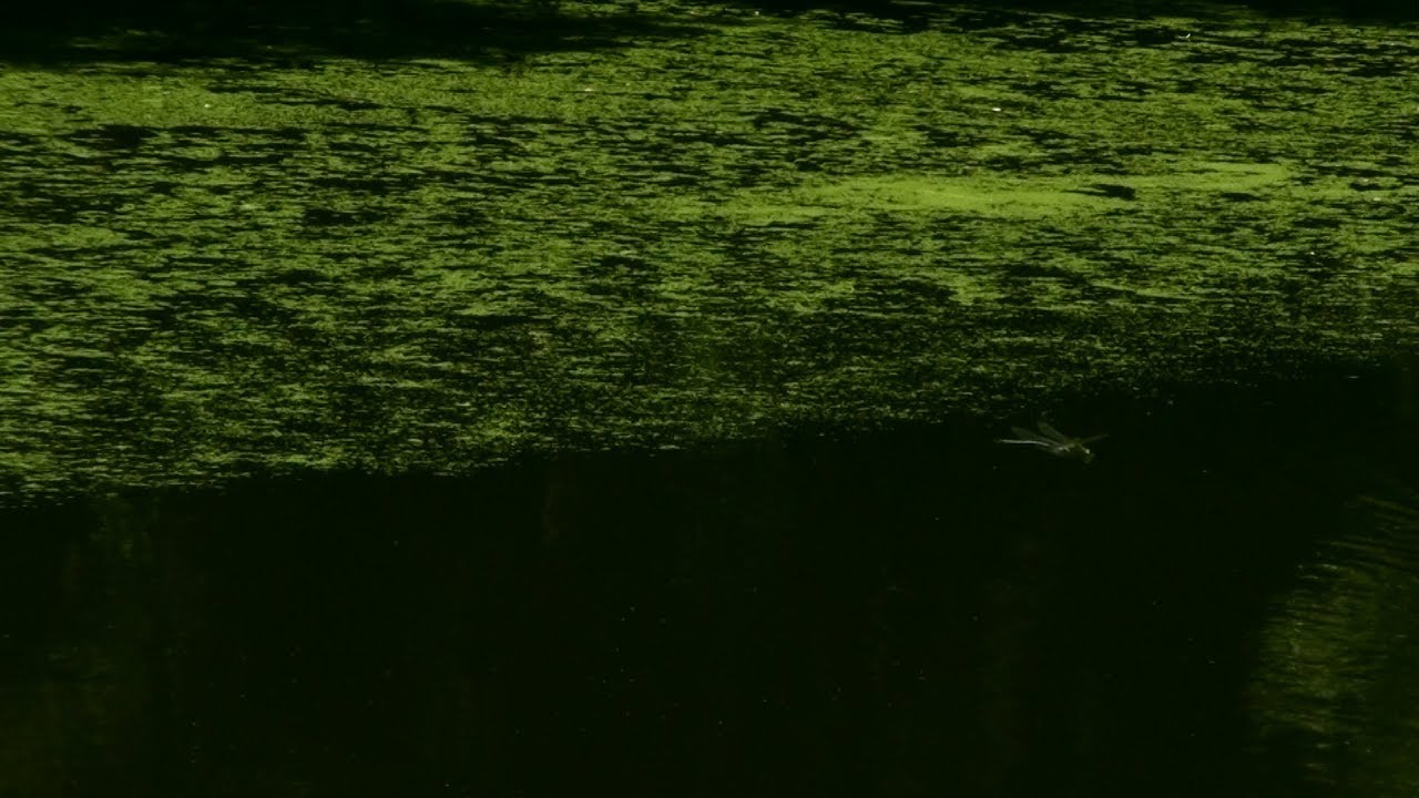 Relax - Water lentil floating on a lake in the forest - YouTube