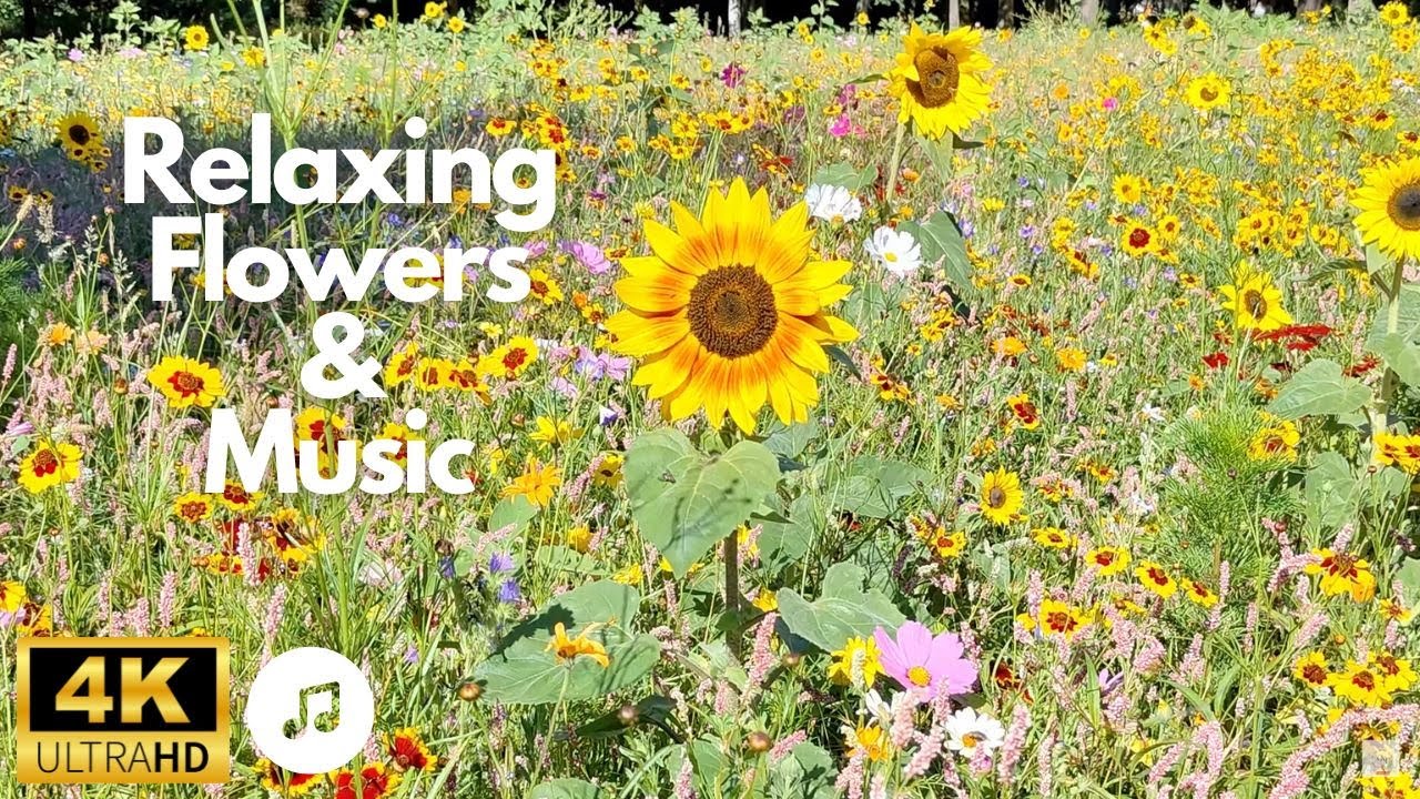Beautiful Flowers 4K, Flowery Meadow, Relaxing Music for Meditation ...
