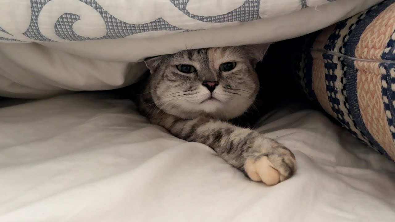 My cats recharging their batteries - YouTube