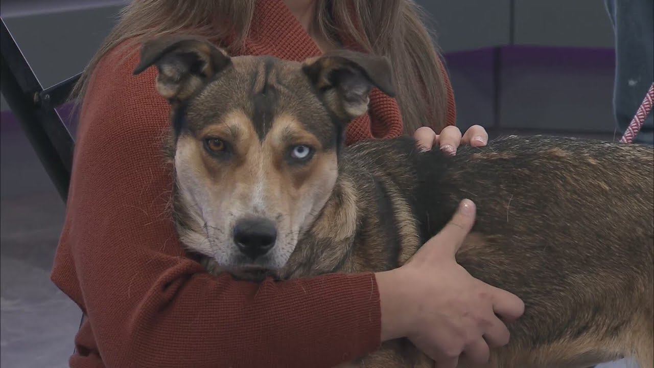 Fawn available for adoption from Humane Society of Wichita County - YouTube