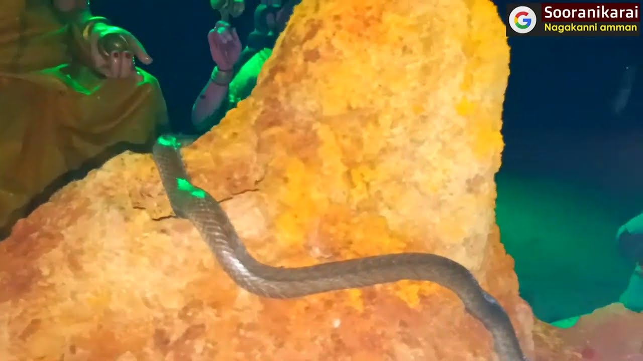 nagakanni pambu snake video | #sooranikarai #nagakanni amman kovil | # ...