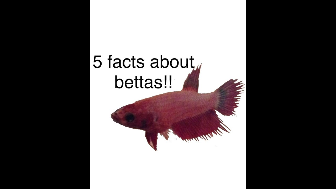 5 Facts About Bettas - YouTube
