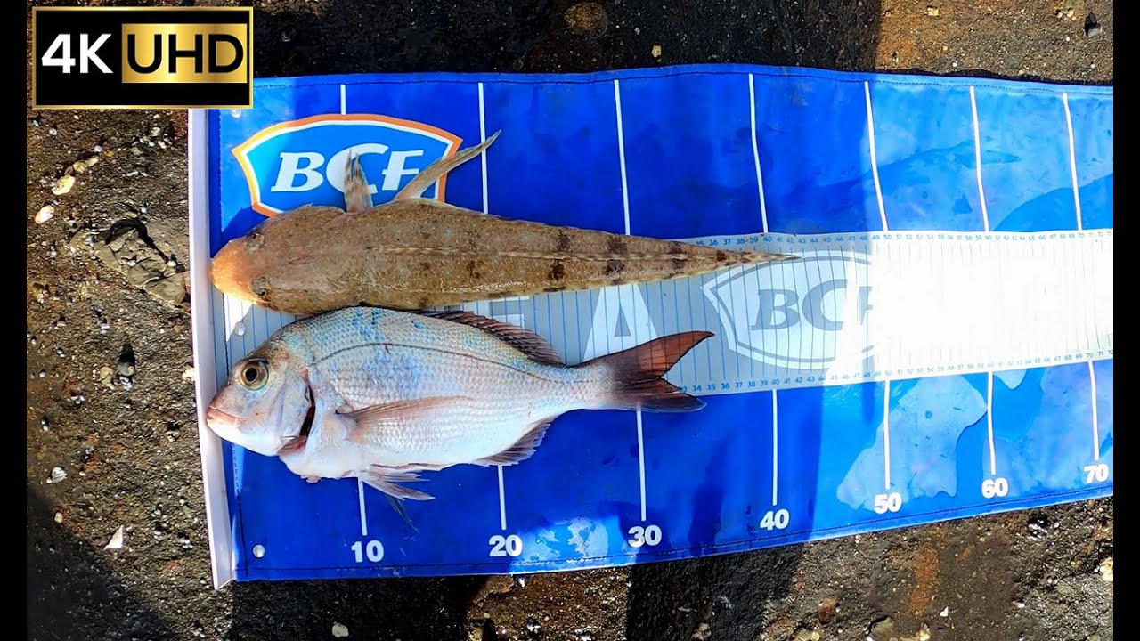 1x Snapper 1x Flathead, Durras North Beach Rocks - Drone Fishing 4K ...