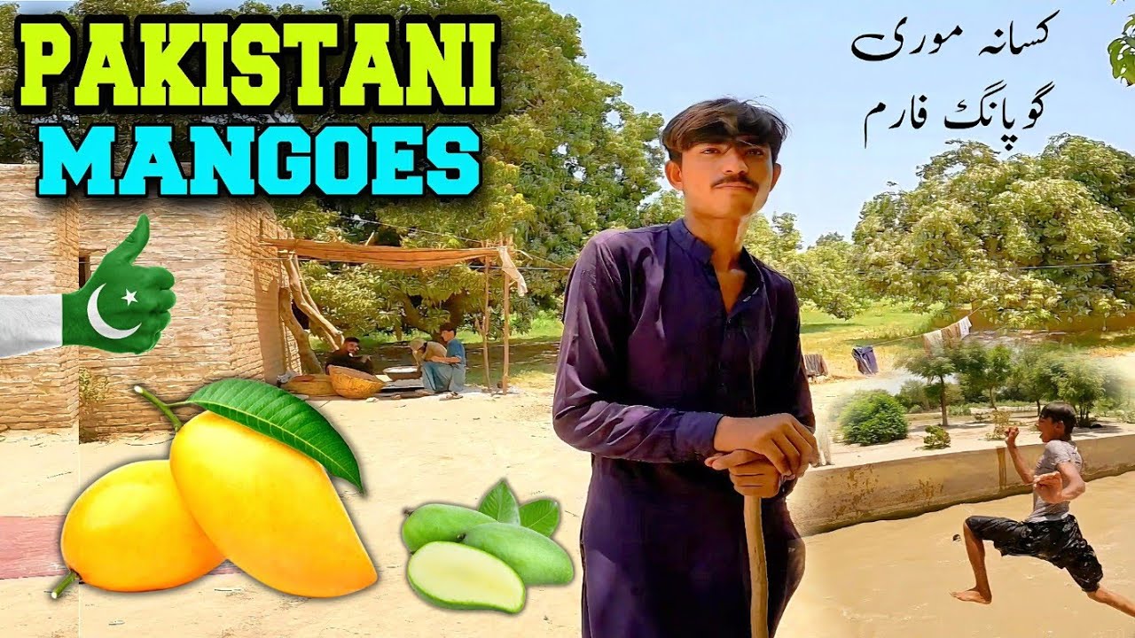 Famous Pakistani Mangoes | GOPANG farm Kisana Mori - YouTube