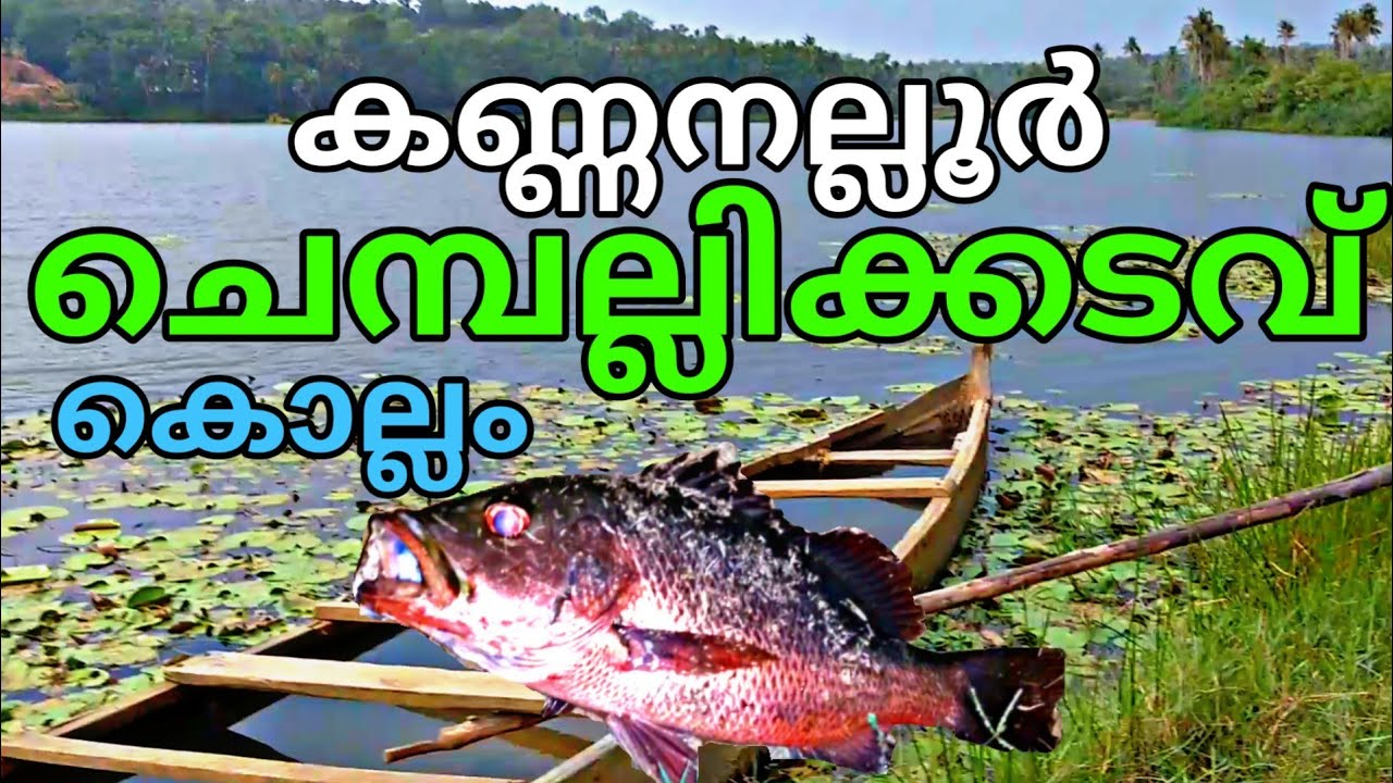 മീൻ പിടിക്കാൻ ഒരു കിടു സ്ഥലം | chemballi fish | anabas fish | fishing ...