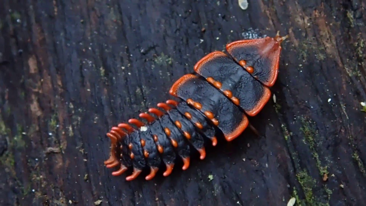 Trilobite beetle 三葉蟲紅螢[雌蟲] in Borneo mountain kinabalu - YouTube