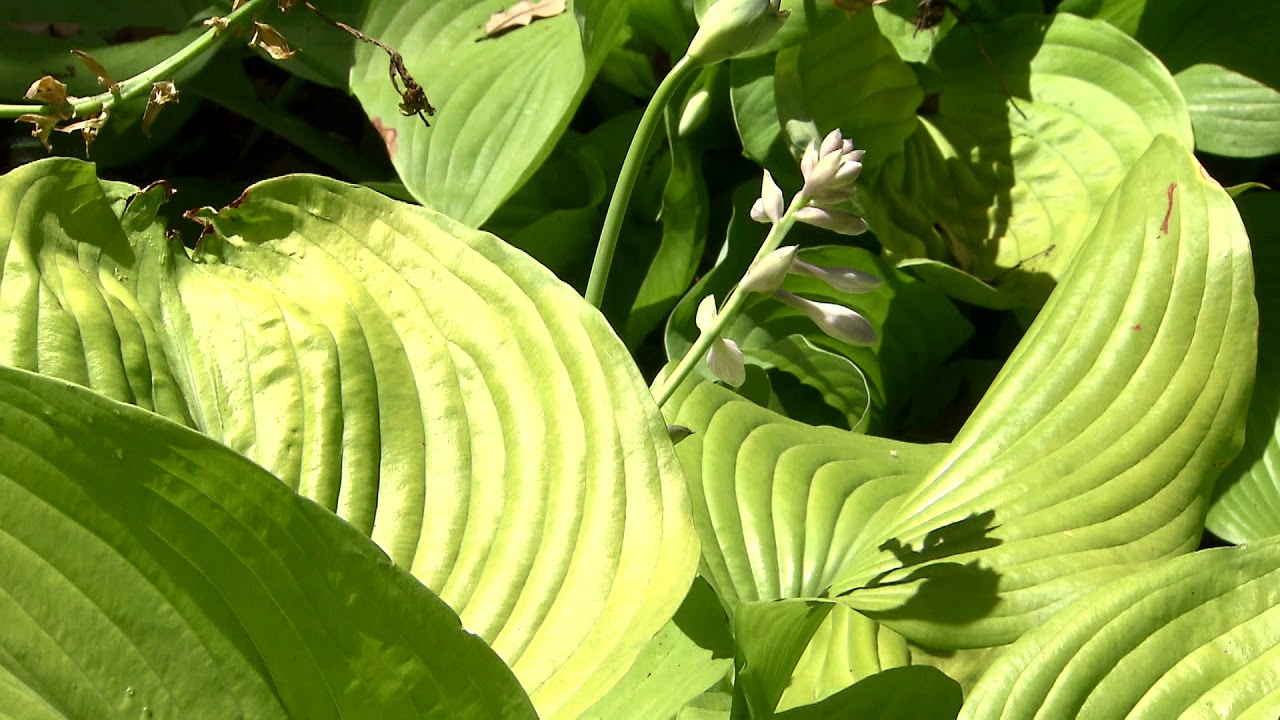 Guacamole hosta offers tropical look, dependability - YouTube