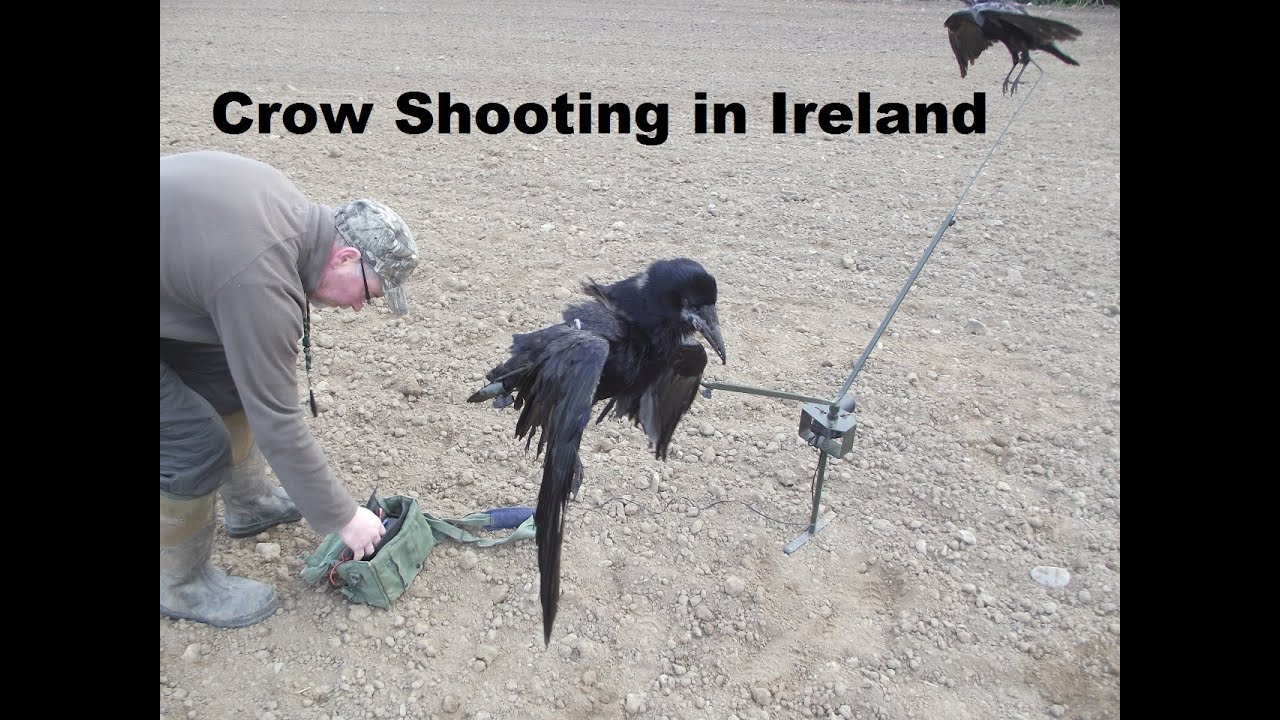 Crow Shooting - Extreme Distance - YouTube