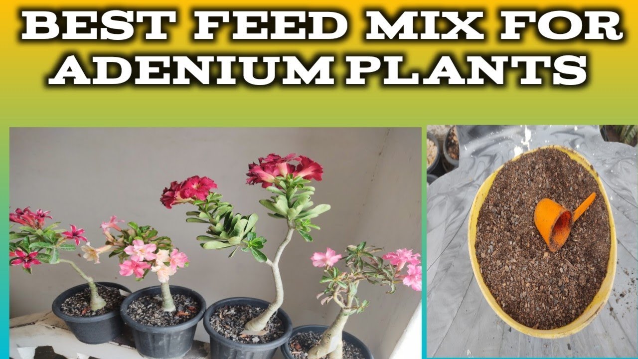 Best Feed Mix for Adenium Plants - YouTube