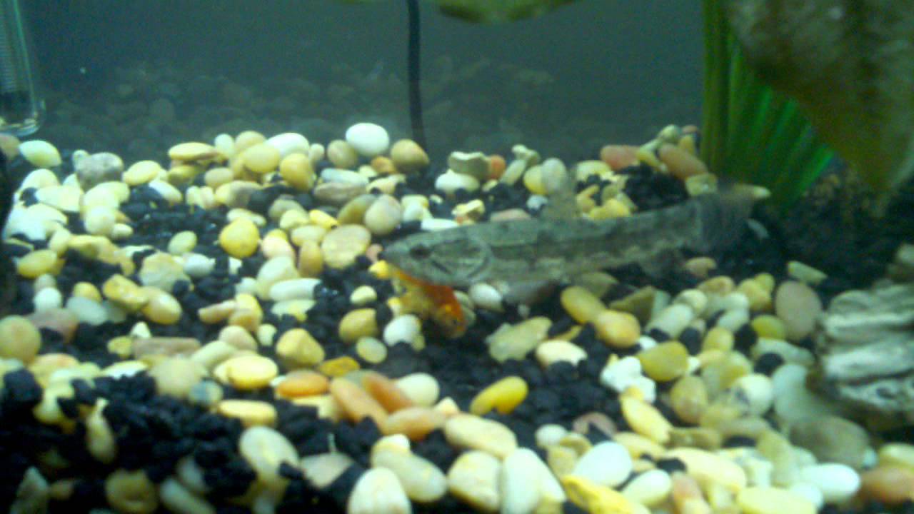 Baby wolf fish eats! - YouTube