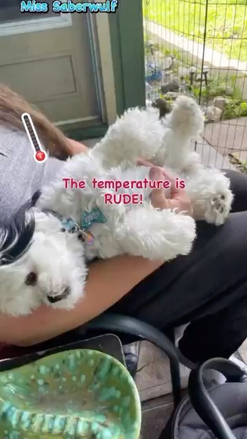 The Weather is Rude ! RUDE I TELL YOU ! #shihpoo #funnydogs #toohot ...