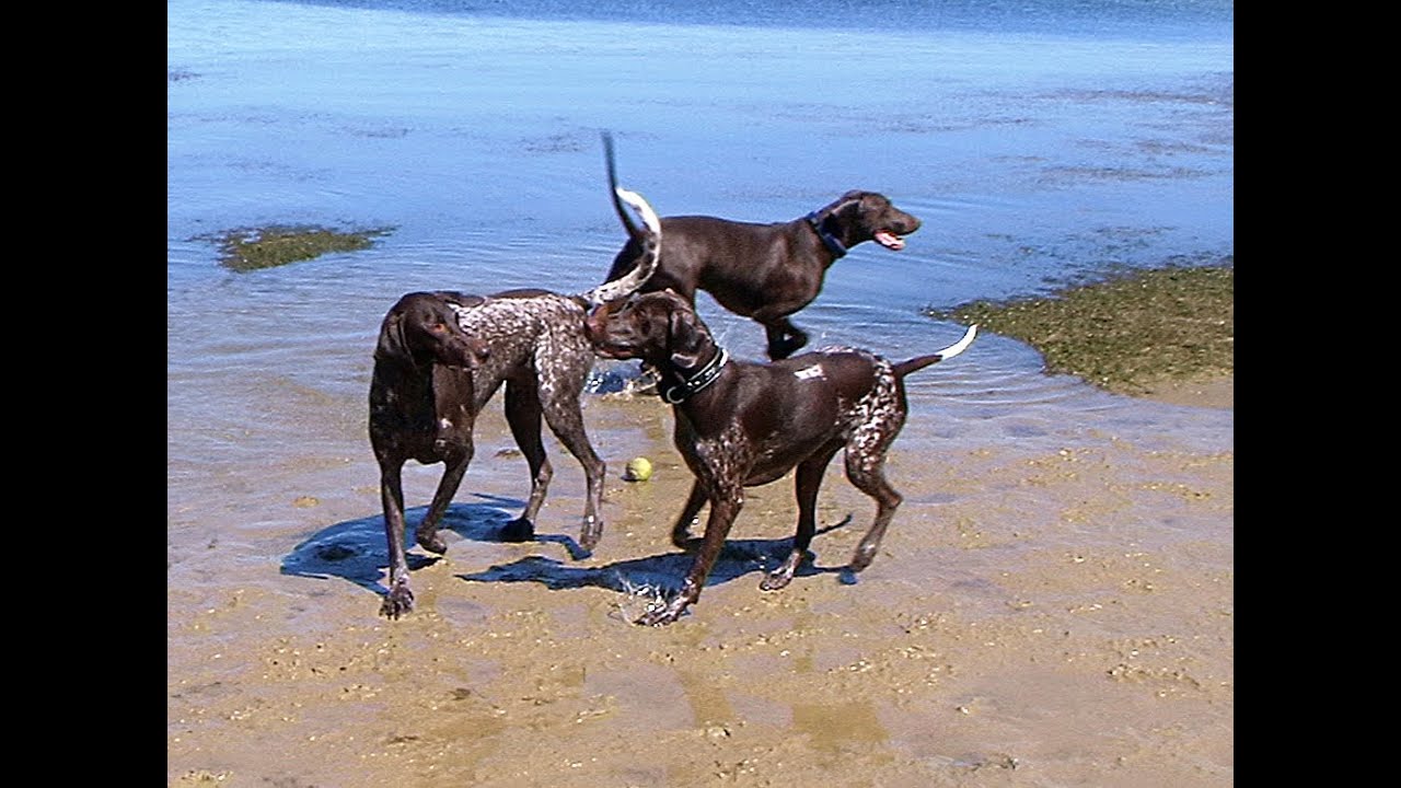 German Shorthaired Pointers Australia - March Gathering March 2014 ...