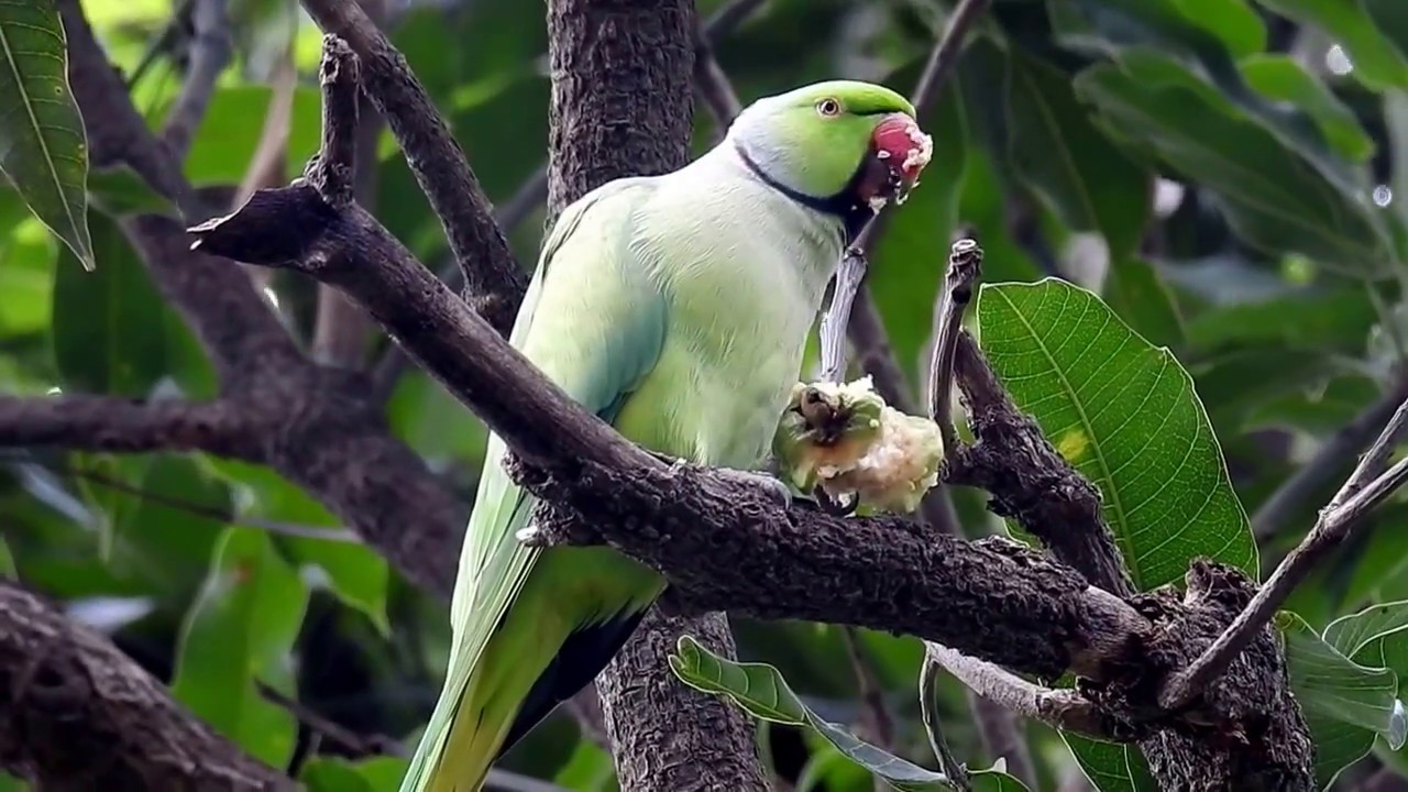 Ringneck Parrot Eating Guava - Funny Timelapse Till The End - YouTube