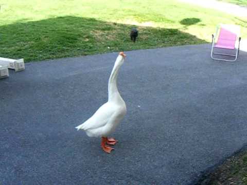 goose gets chased by black cat. - YouTube